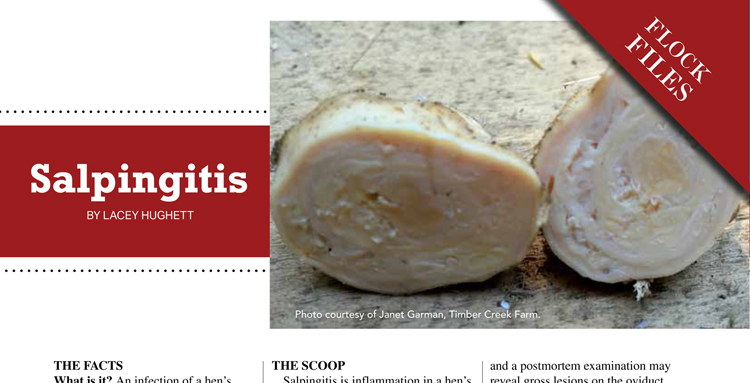 Salpingitis - Backyard Poultry